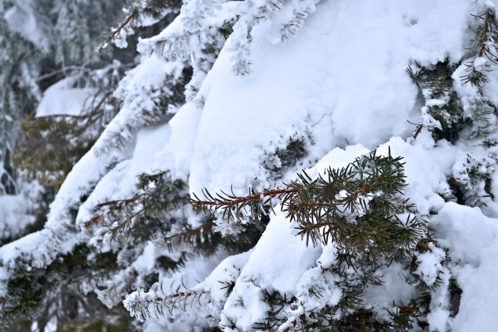 How to survive winter in Toowoomba - Toowoomba Living